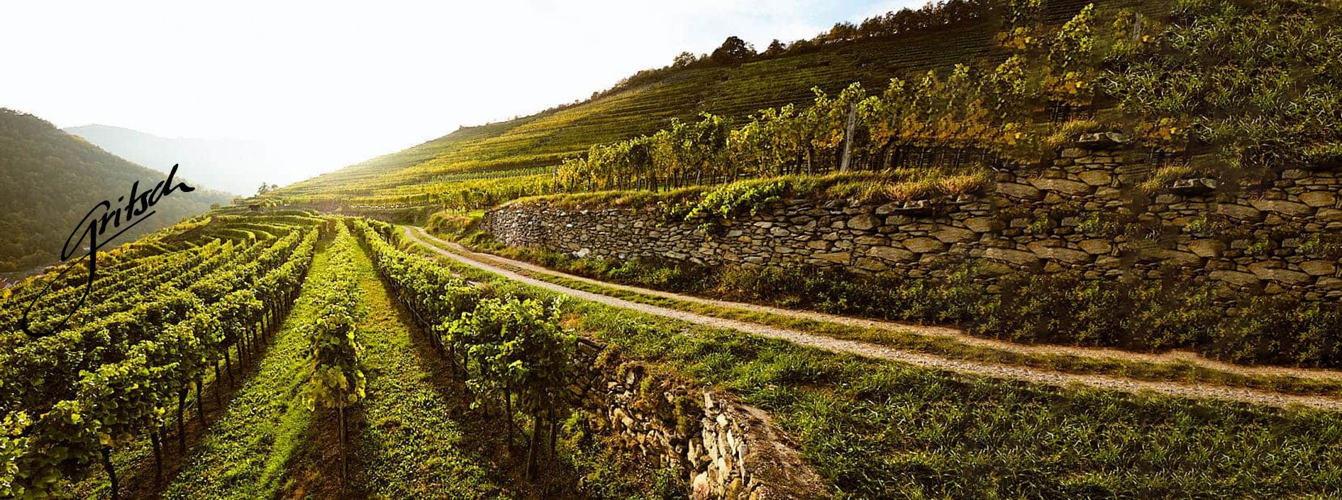Riesling steinterrassen 2023 Gritsch